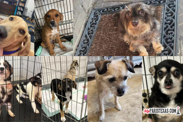 Karaoke For United Way || EVENTS - MyParisTexas