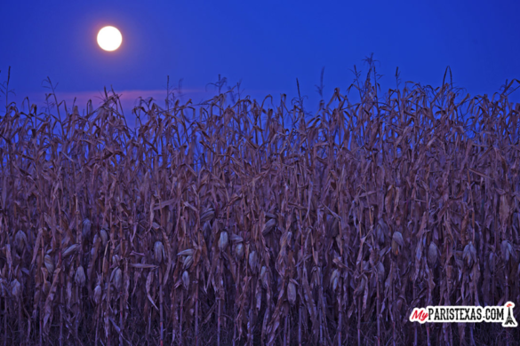 Texas releases STARR test results for 2024 - MyParisTexas